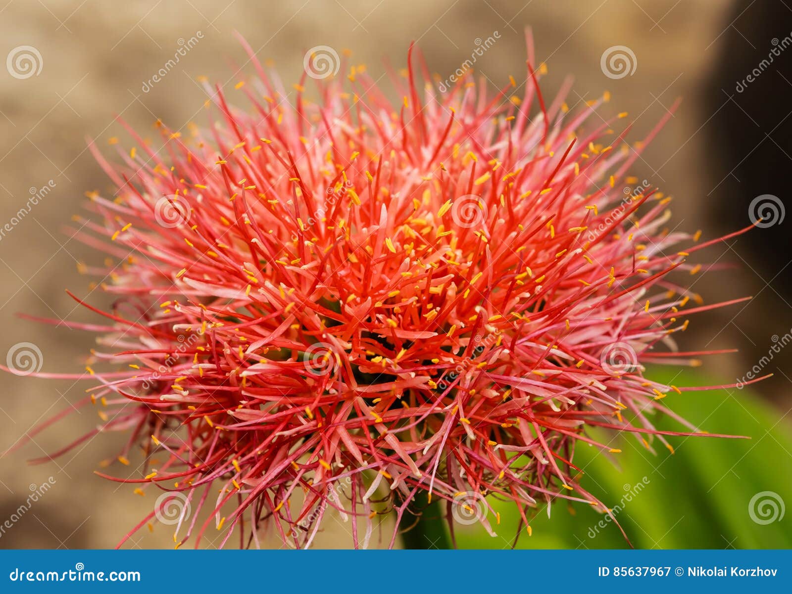Amaryllisgew Haemanthus Stock Photos - Free & Royalty-Free Stock Photos ...