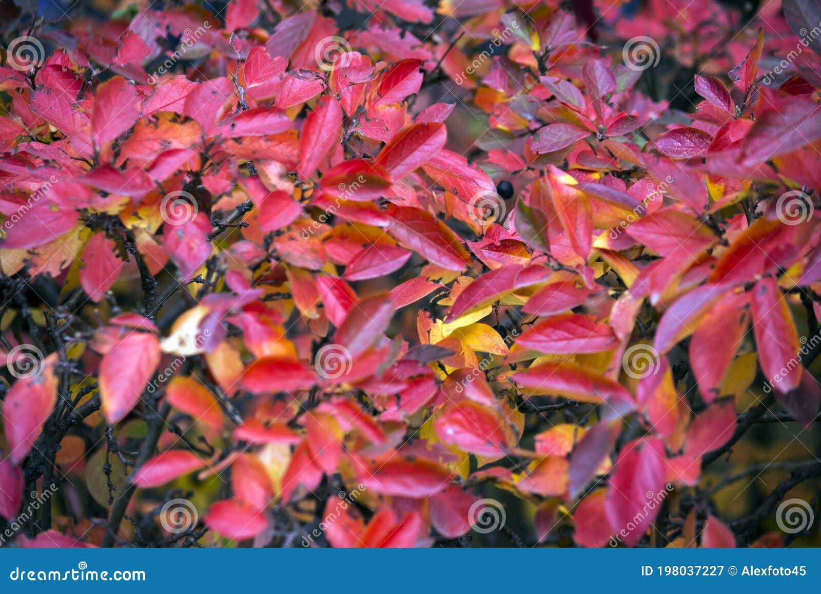 Red Plant Leaves. Background for Design and Presentations Stock Image ...