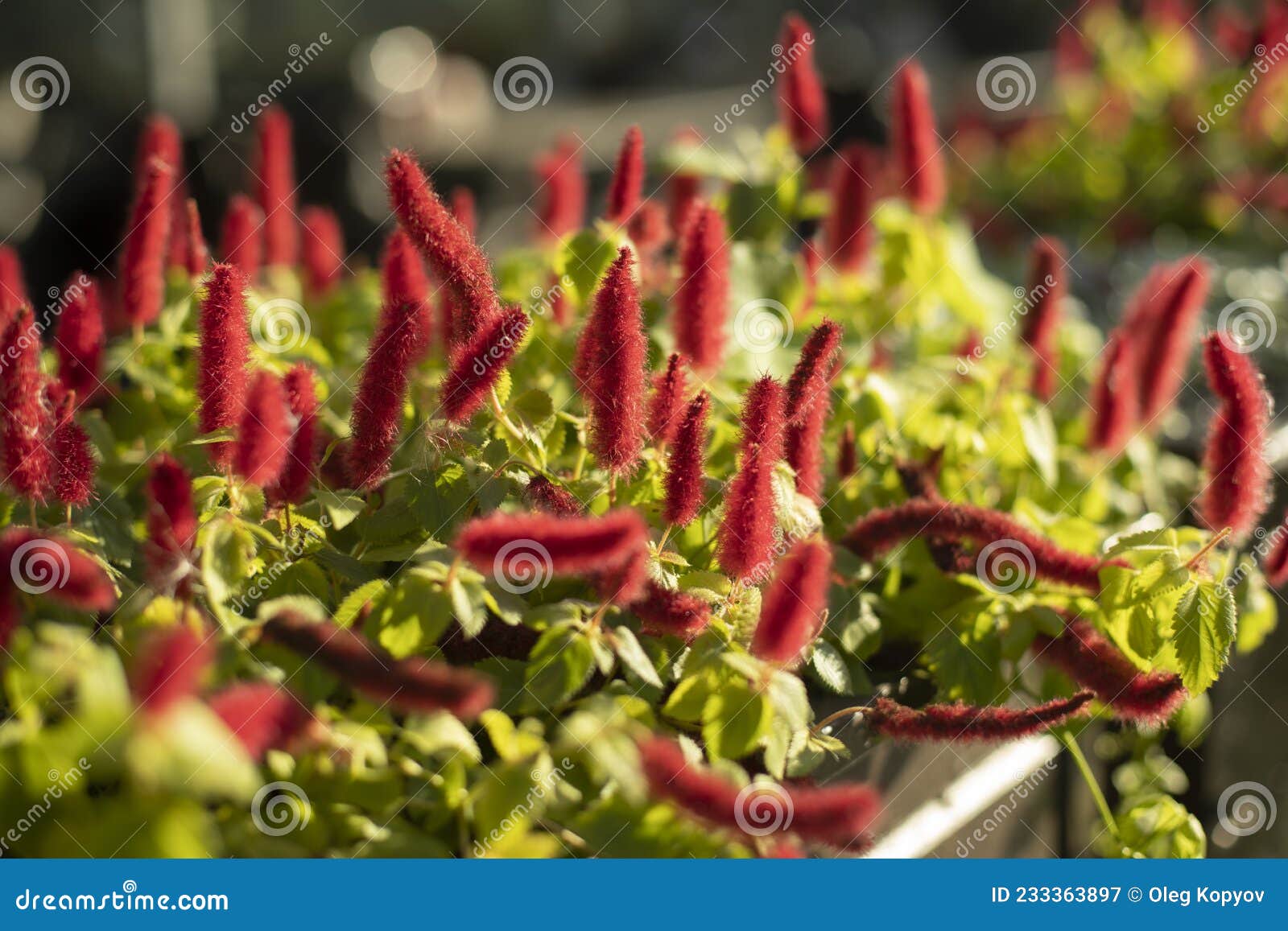 Red plant. Soft herbs stock image. Image of botany, color - 233363897