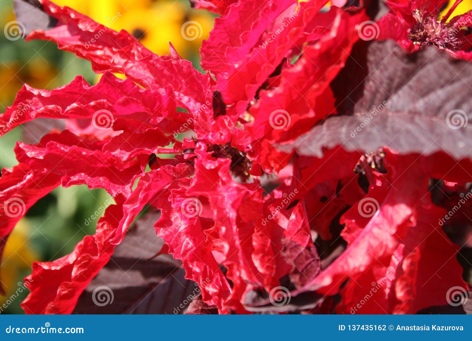 Red plant in the sun stock photo. Image of colorful - 137435162