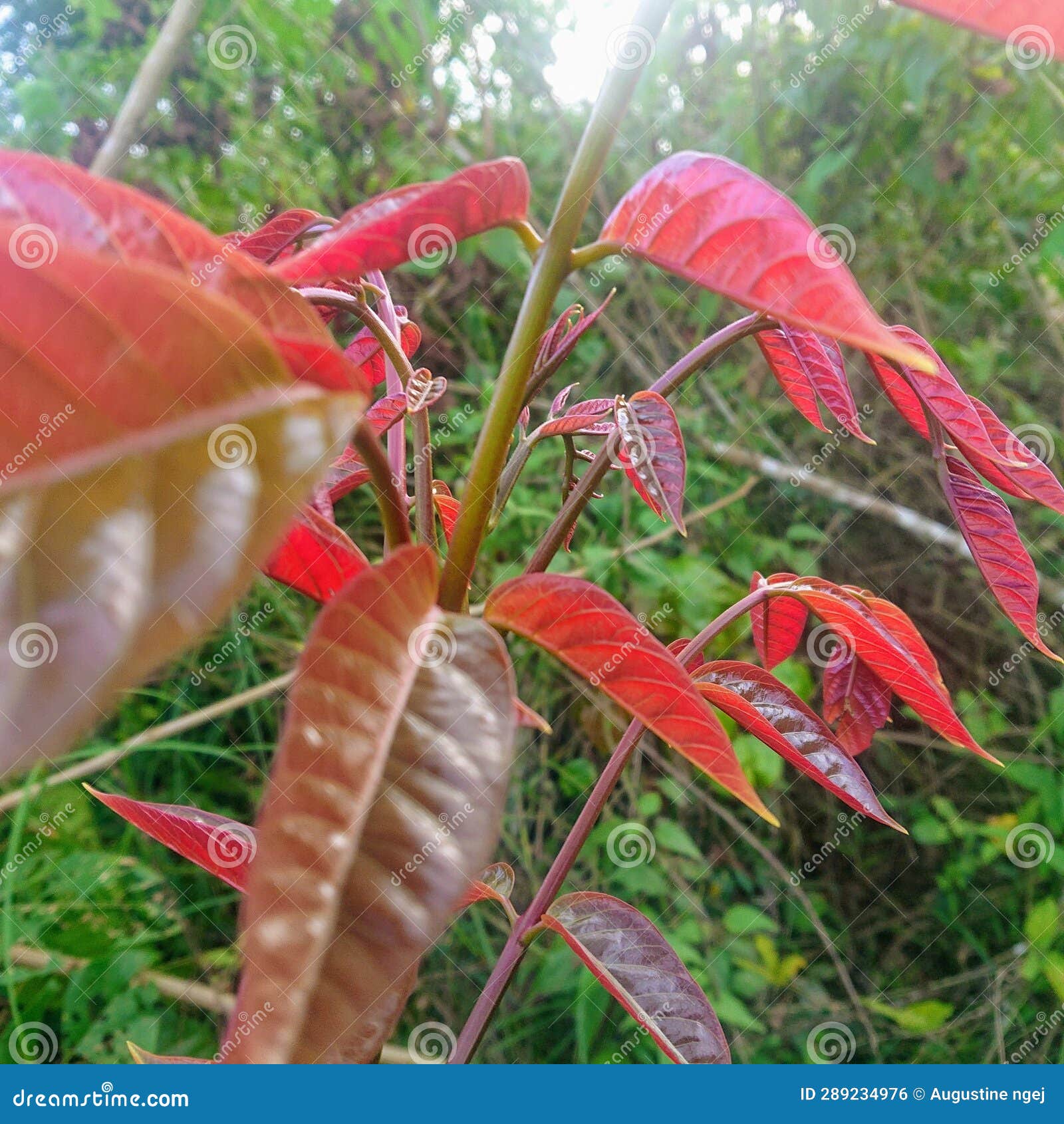 Red Plant in the Tropical Rain Forest of Cameroon Stock Photo - Image ...
