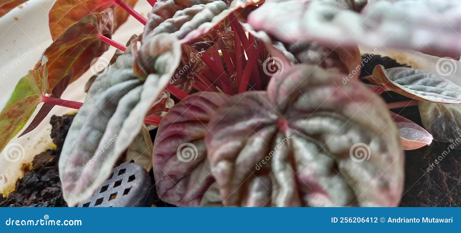 Red Plantation Fresh Leaves Stock Photo - Image of meal, cuisine: 256206412