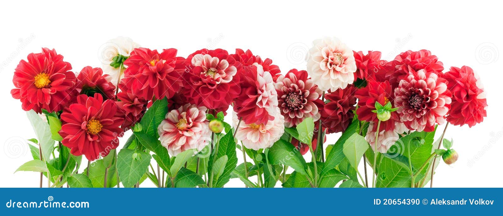 Red plants border stock photo. Image of group, vivid - 20654390