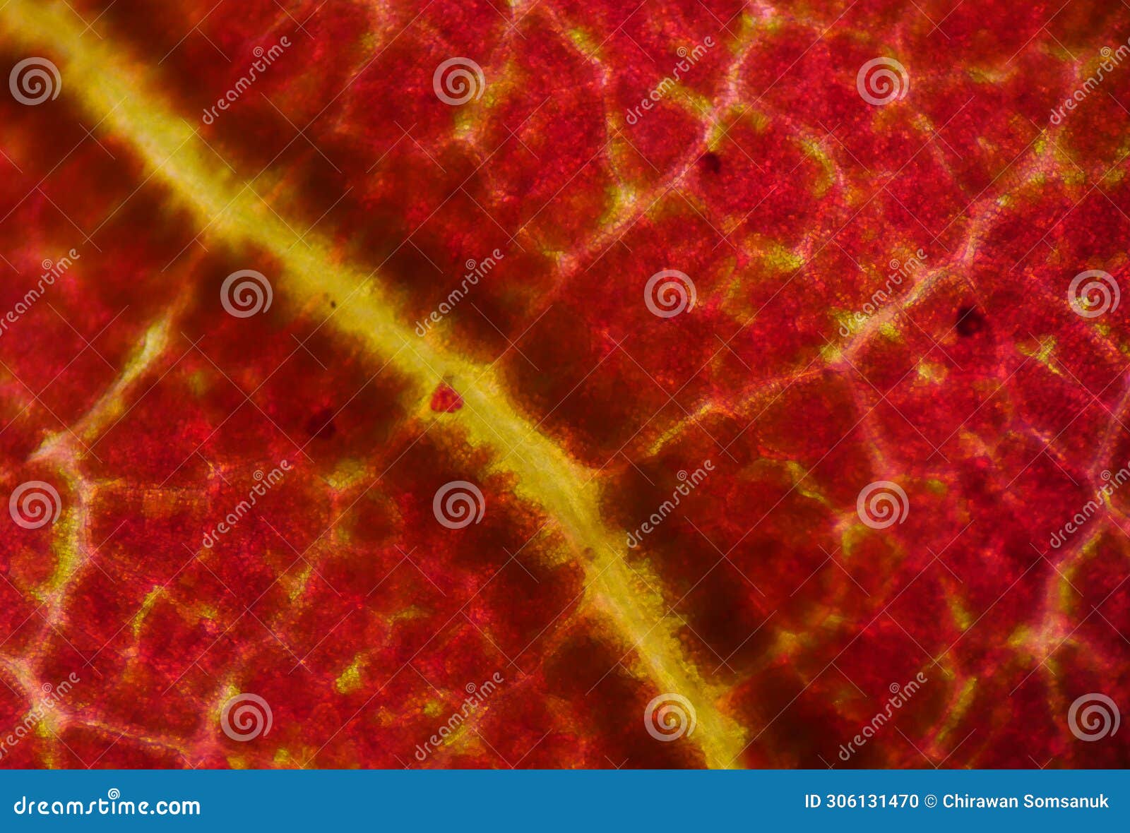 Red plants cell texture stock photo. Image of green - 306131470