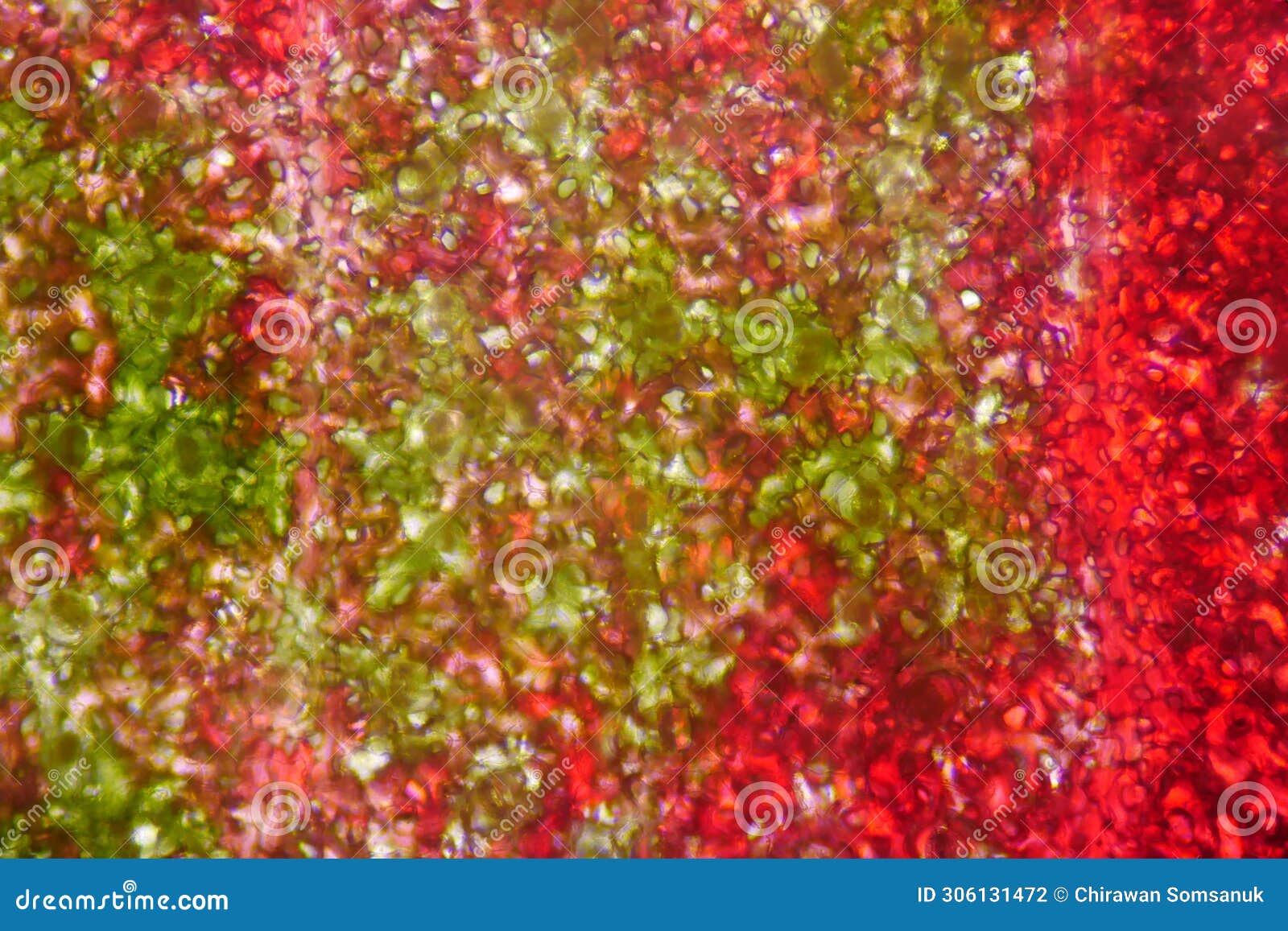 Red plants cell texture stock photo. Image of biological - 306131472