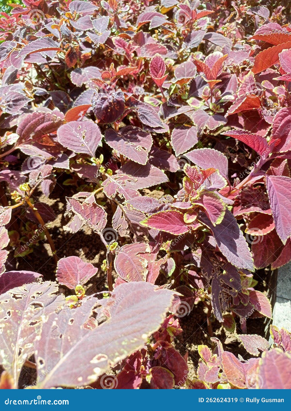 Red Plants Growing Above the Ground Stock Image - Image of plants ...