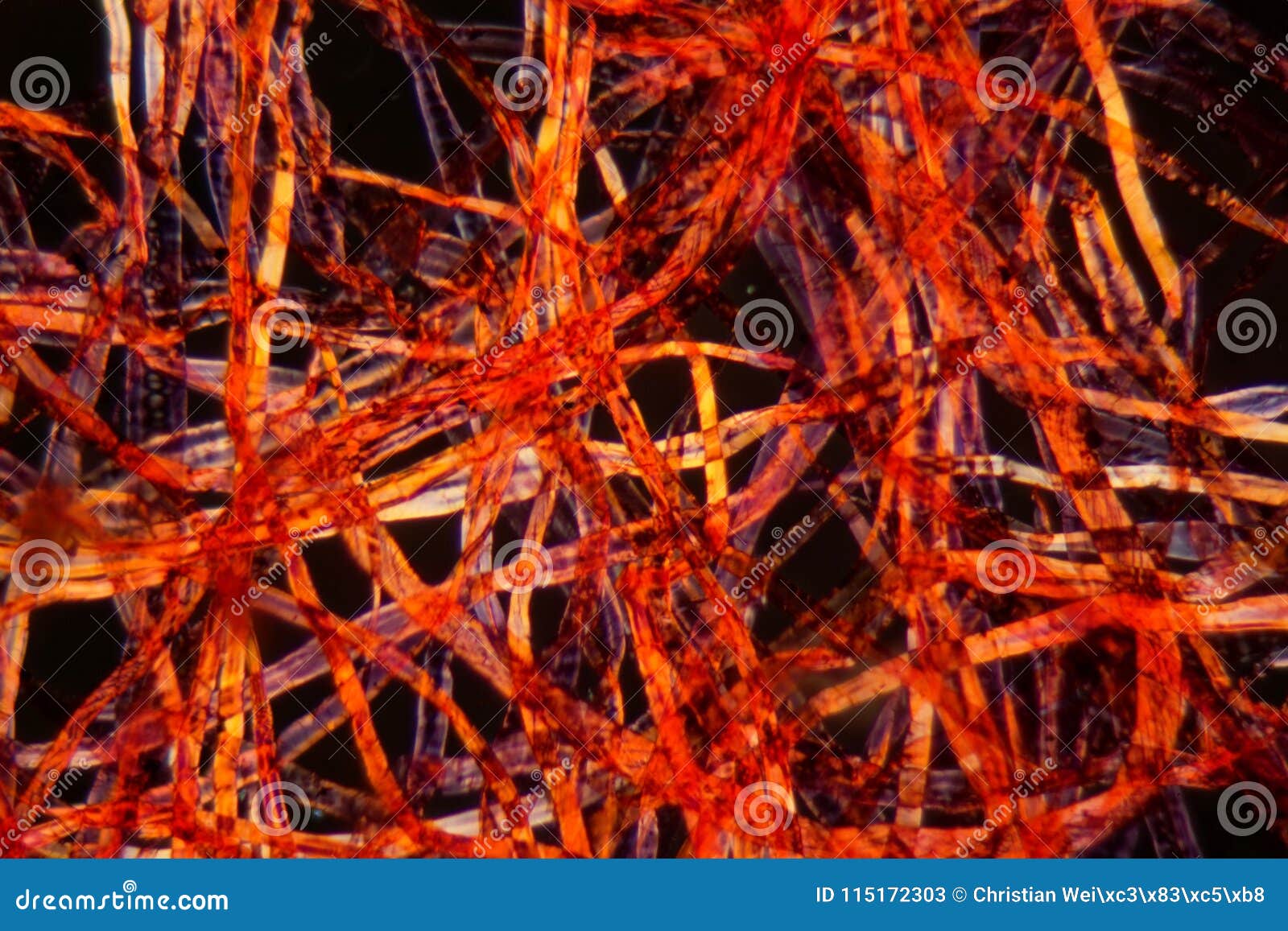 Red Plastic Fibers Under the Microscope Stock Image - Image of ...