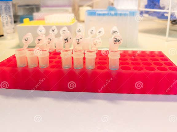 Red Plastic Rack with Eppendorf Test Tubes in a Laboratory Setting ...