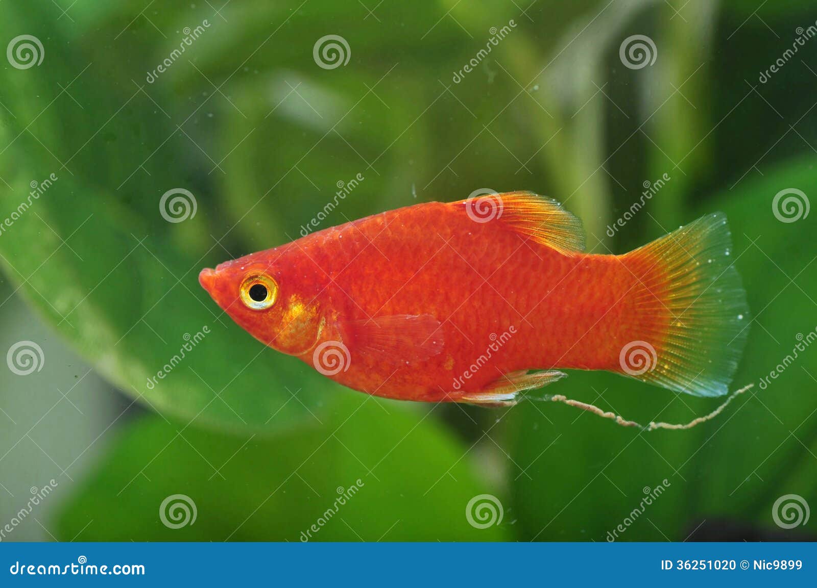 A Red Platy stock photo. Image of prey, hunt, platy, nature - 36251020