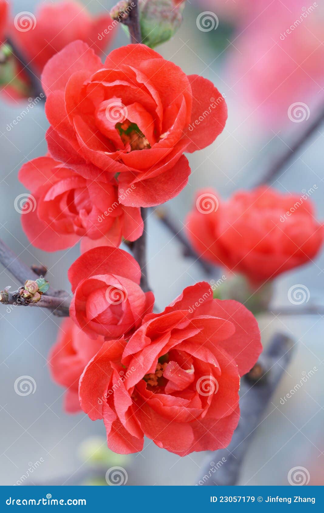 Red plum blossom stock image. Image of plum, bloom, garden - 23057179