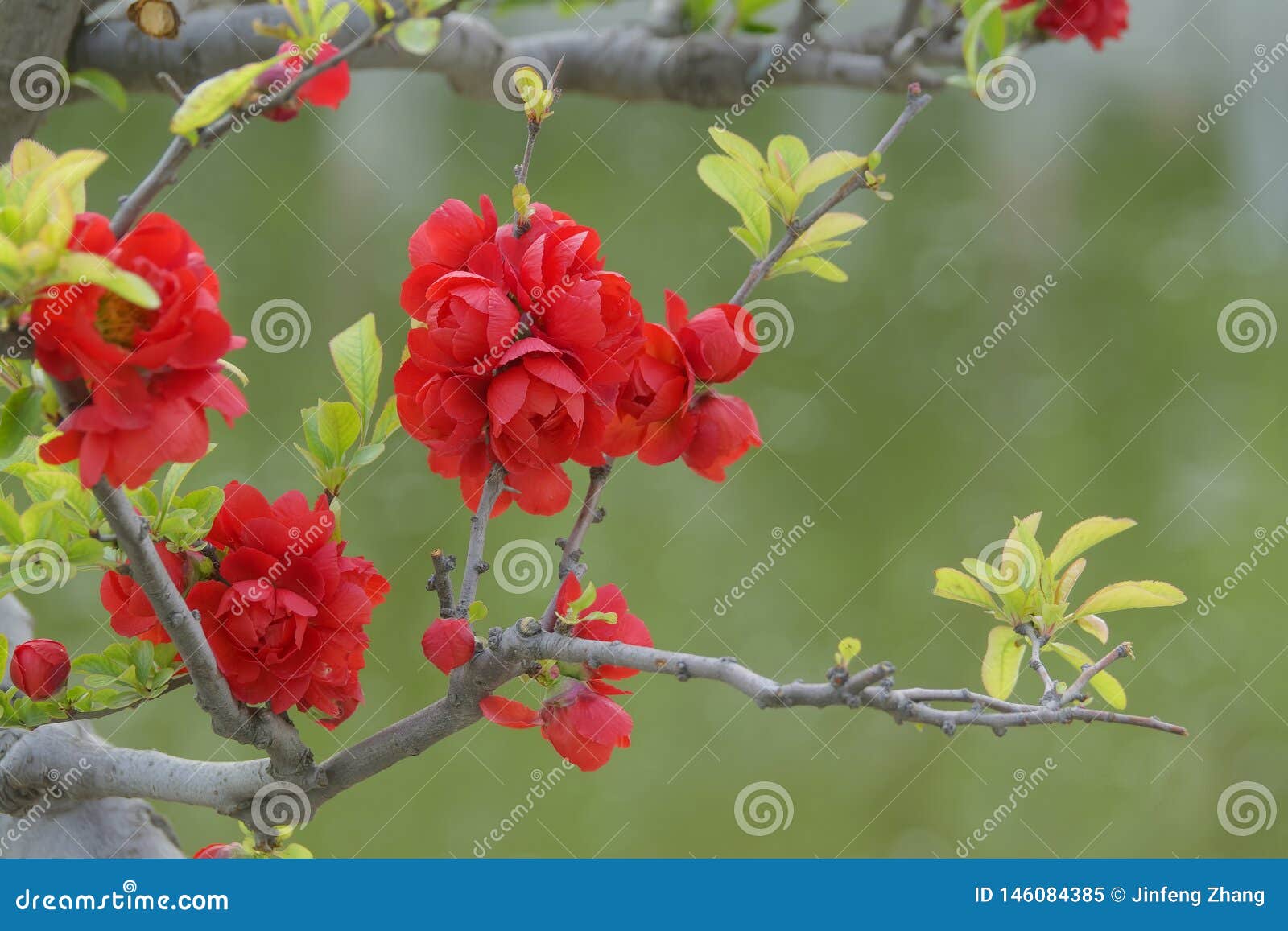 Red plum blossom stock image. Image of blooming, nature - 146084385