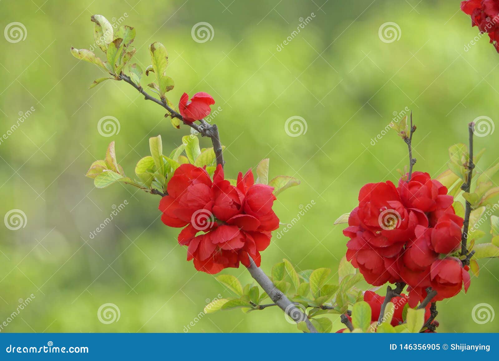 Red plum blossom stock image. Image of flowers, plum - 146356905
