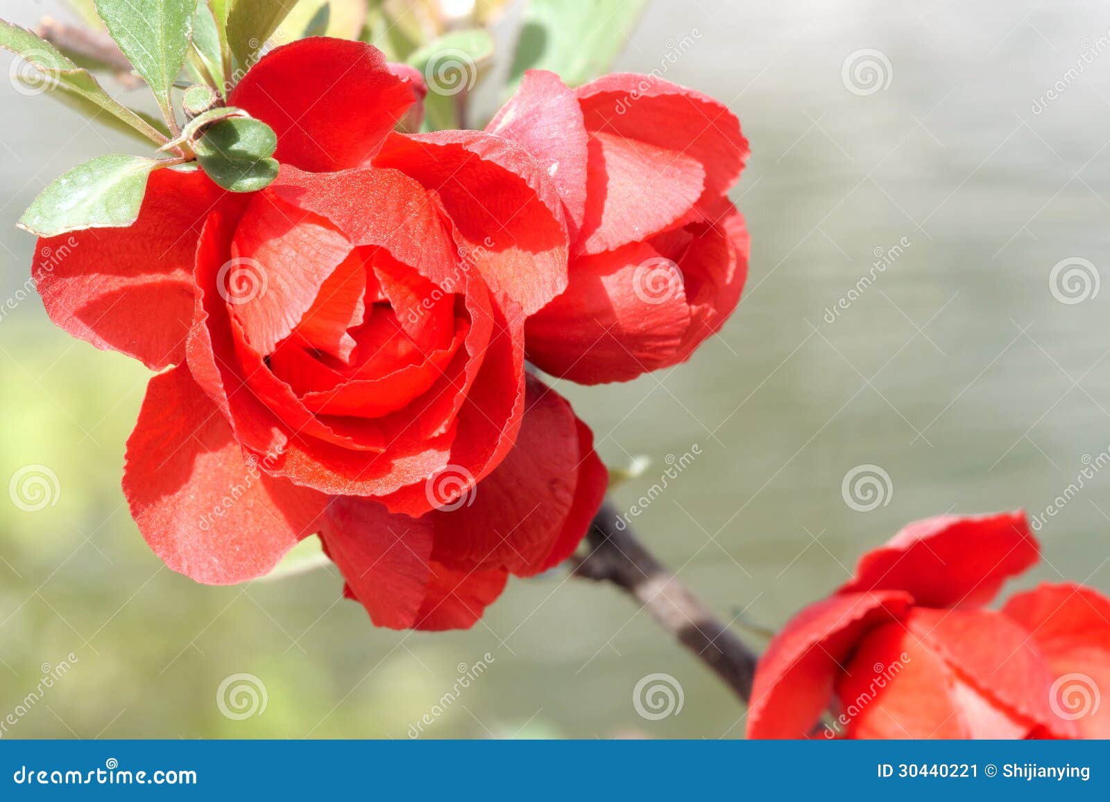 Red plum blossom stock image. Image of flowering, bloom - 30440221
