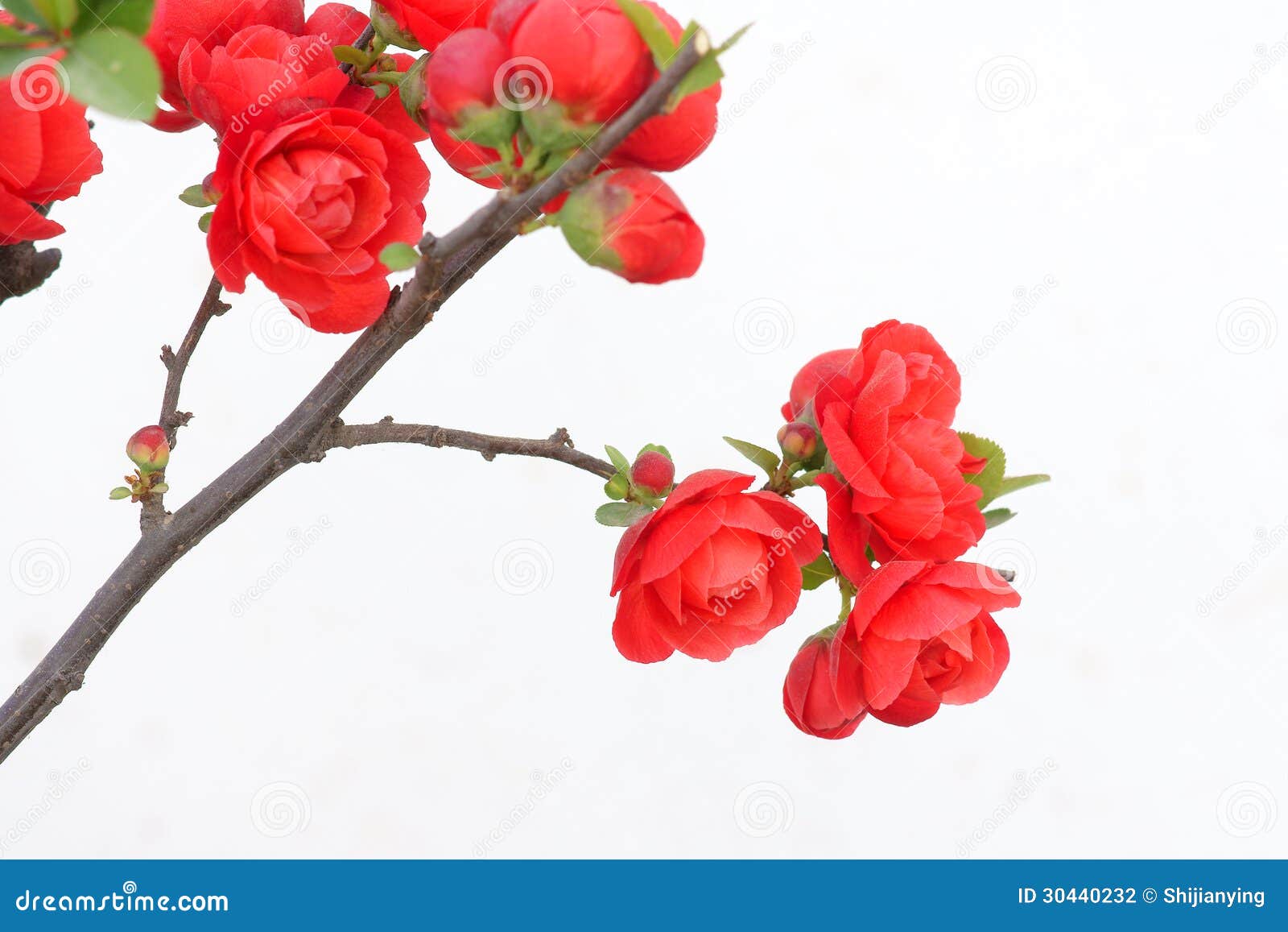 Red plum blossom stock photo. Image of flower, closeup - 30440232
