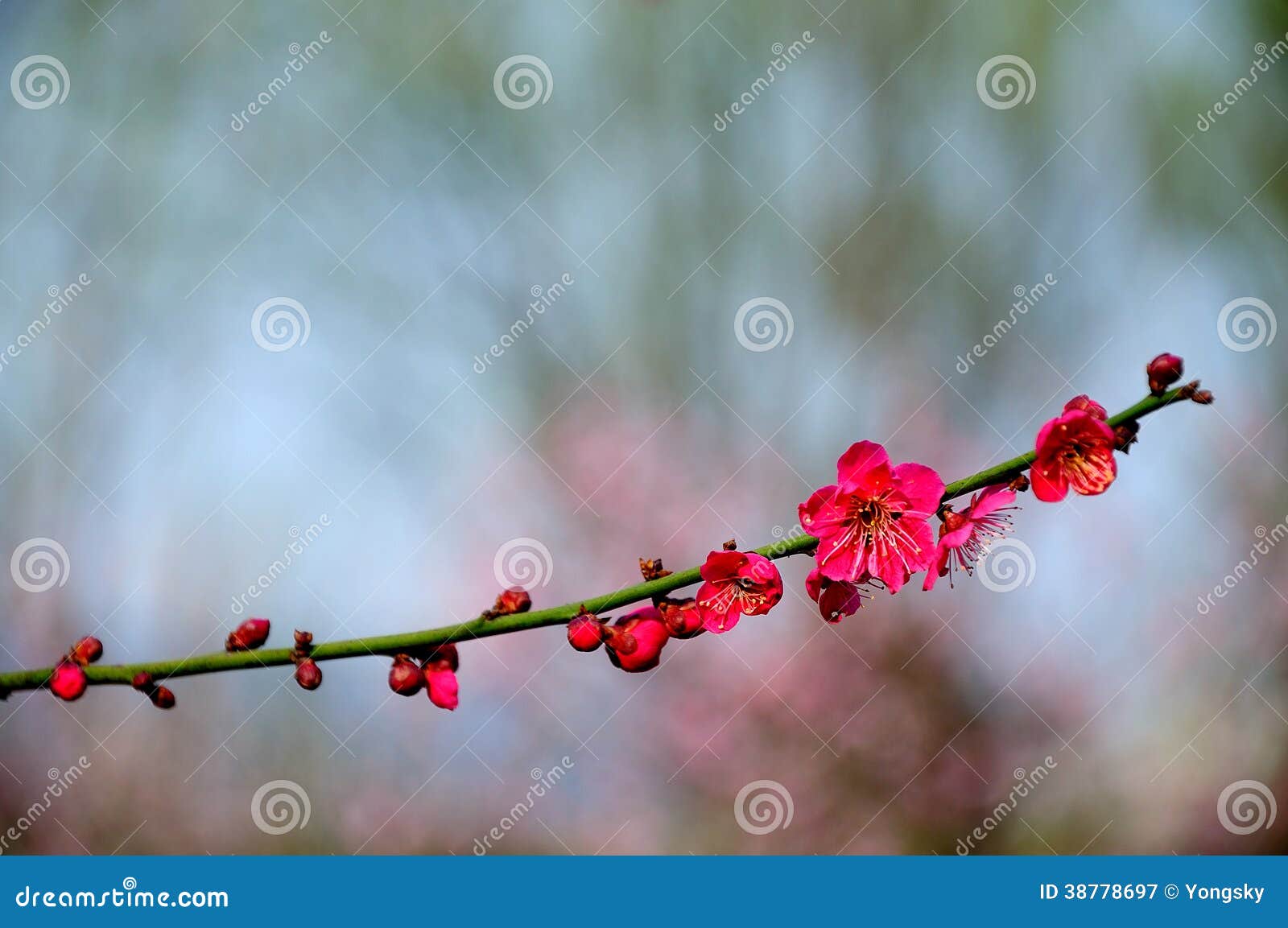 Red plum blossom stock image. Image of plum, beginning - 38778697