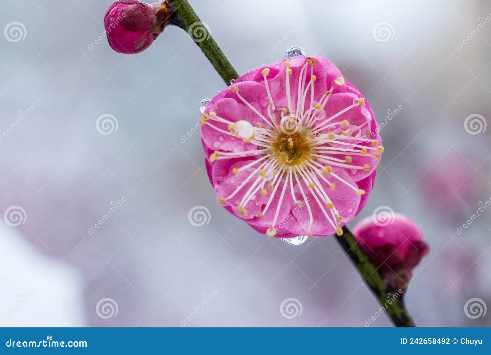 Red plum blossom in winter stock photo. Image of cold - 242658492