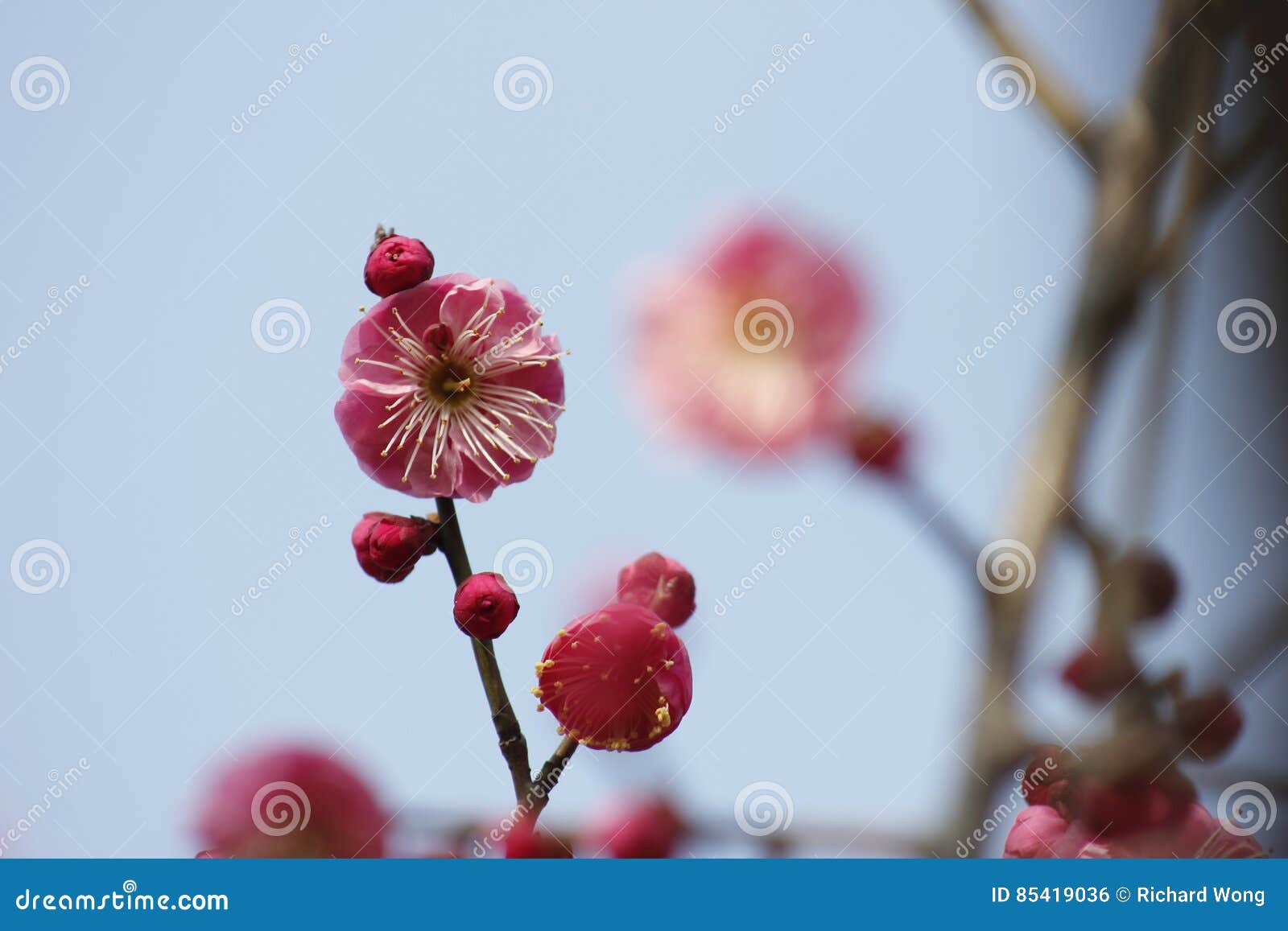 Red Plum Blossoming in the Sunny Day on a Winter Day Stock Photo ...