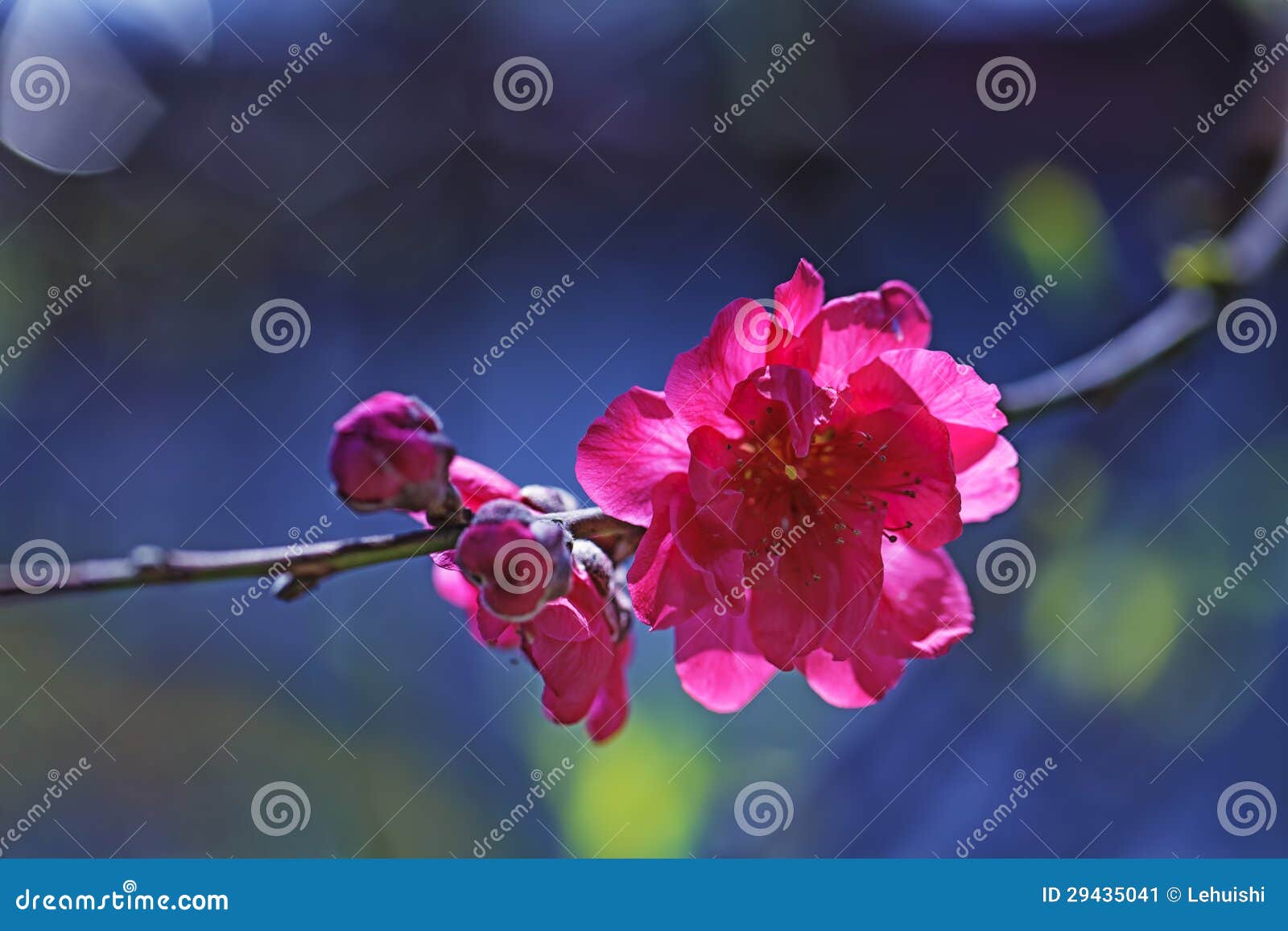 Red plum blossoms stock image. Image of petal, floral - 29435041