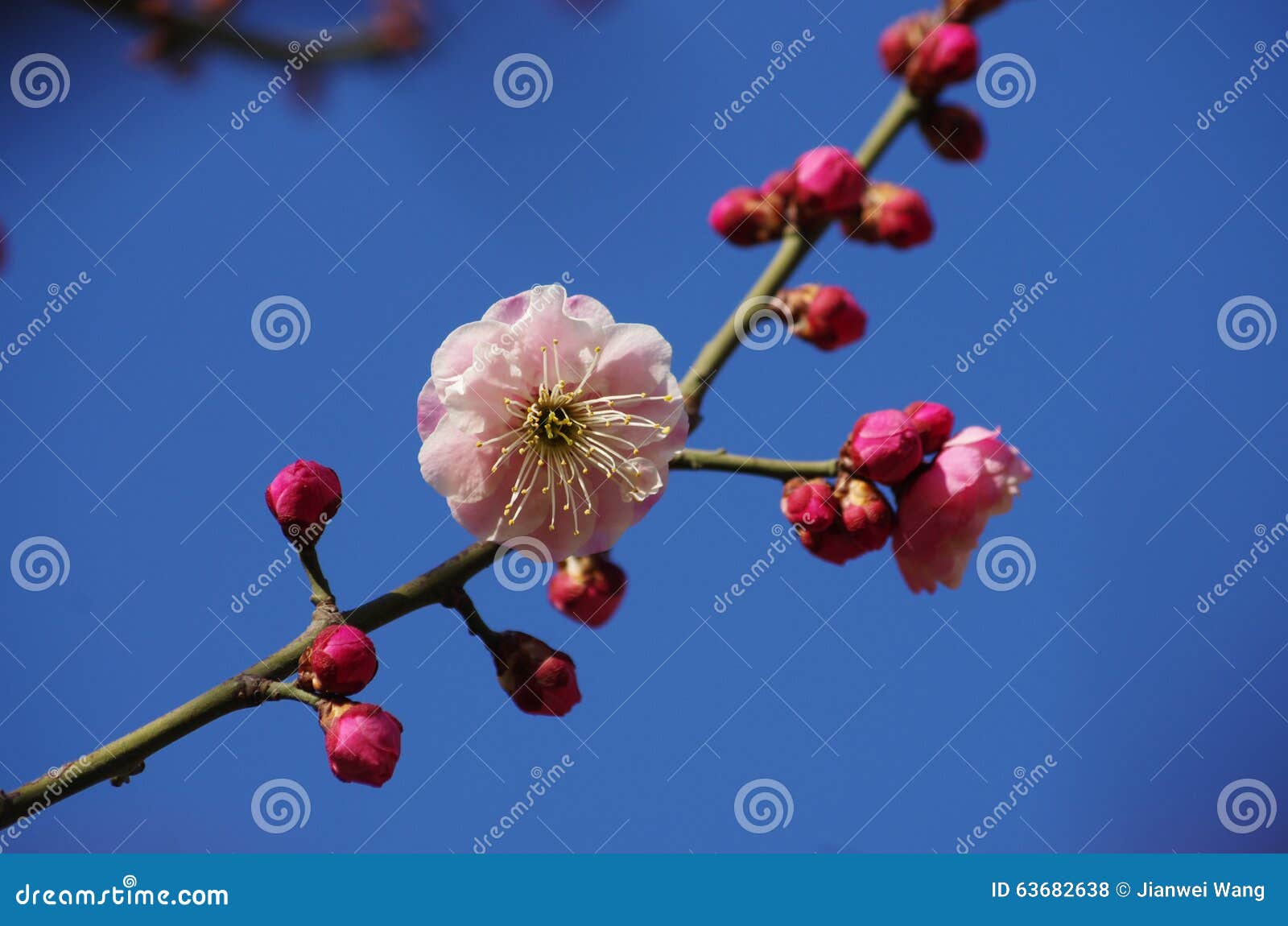Red plum blossoms stock photo. Image of blossoms, blue - 63682638