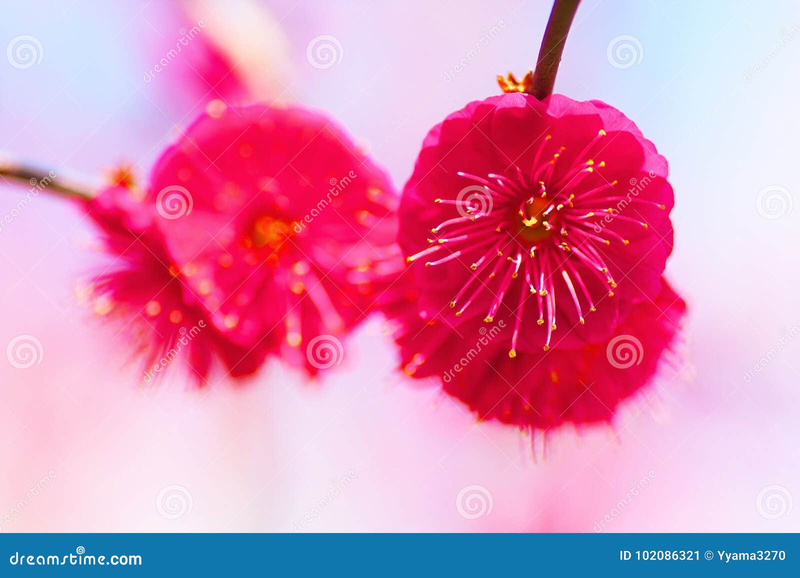Red plum blossoms stock image. Image of blossoms, flowers - 102086321
