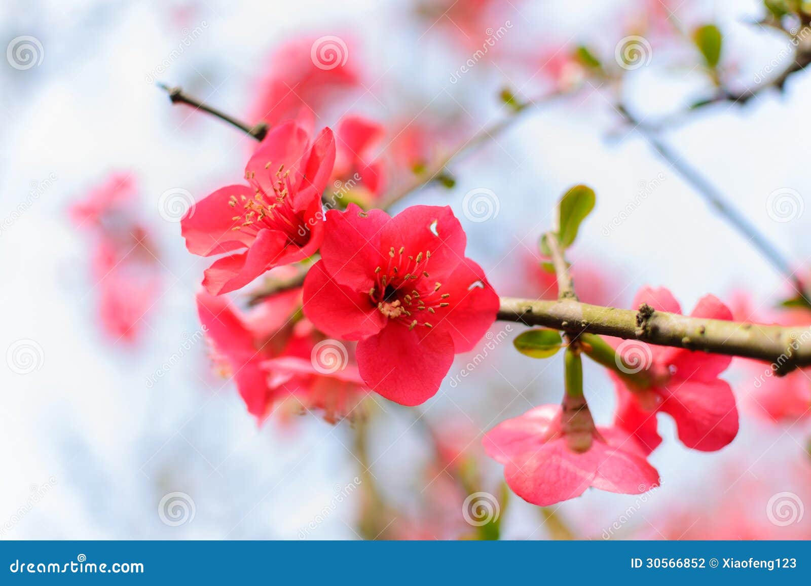 Red Plum blossoms stock photo. Image of beautiful, pink - 30566852