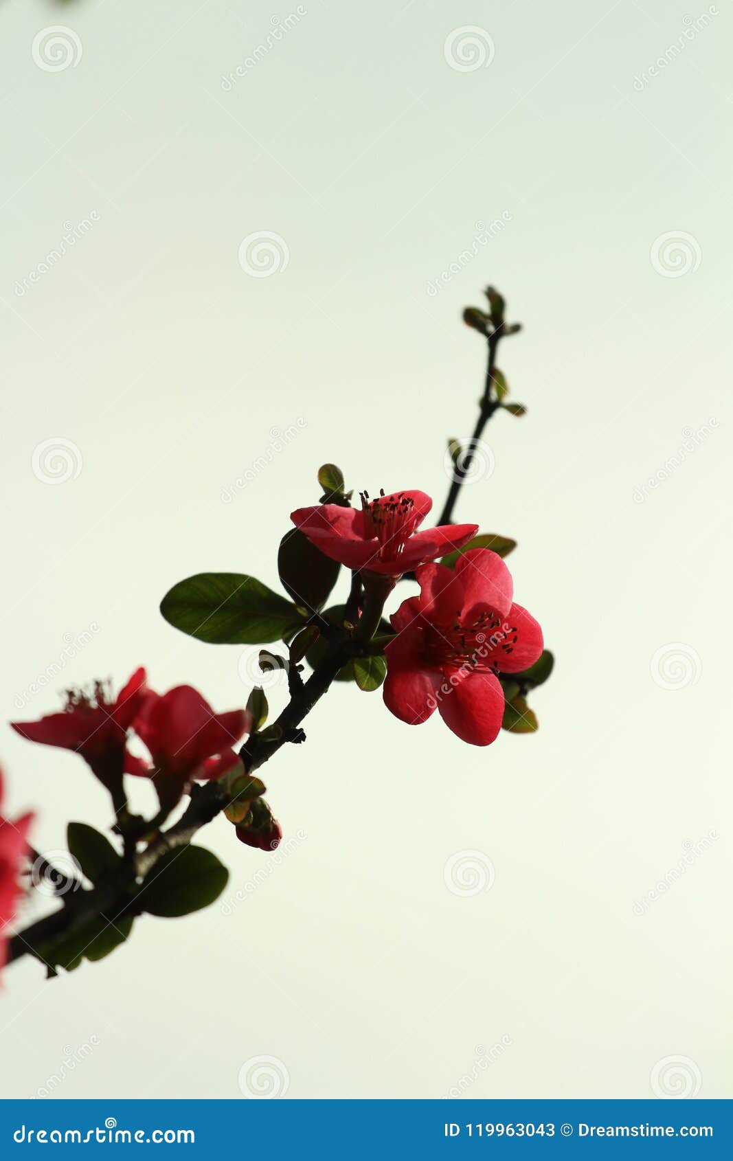 Red plum blossoms stock image. Image of bright, early - 119963043