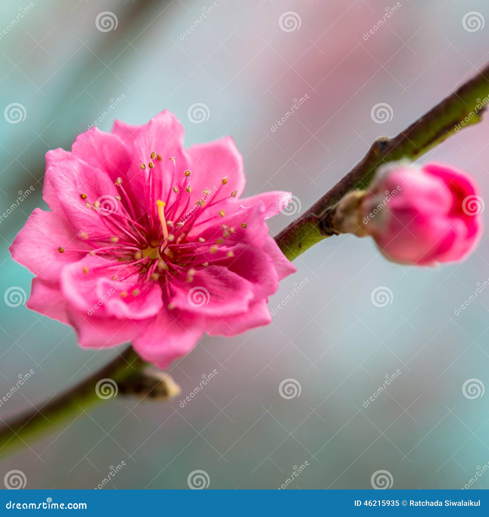 Red Plum blossoms stock image. Image of blue, asia, color - 46215935