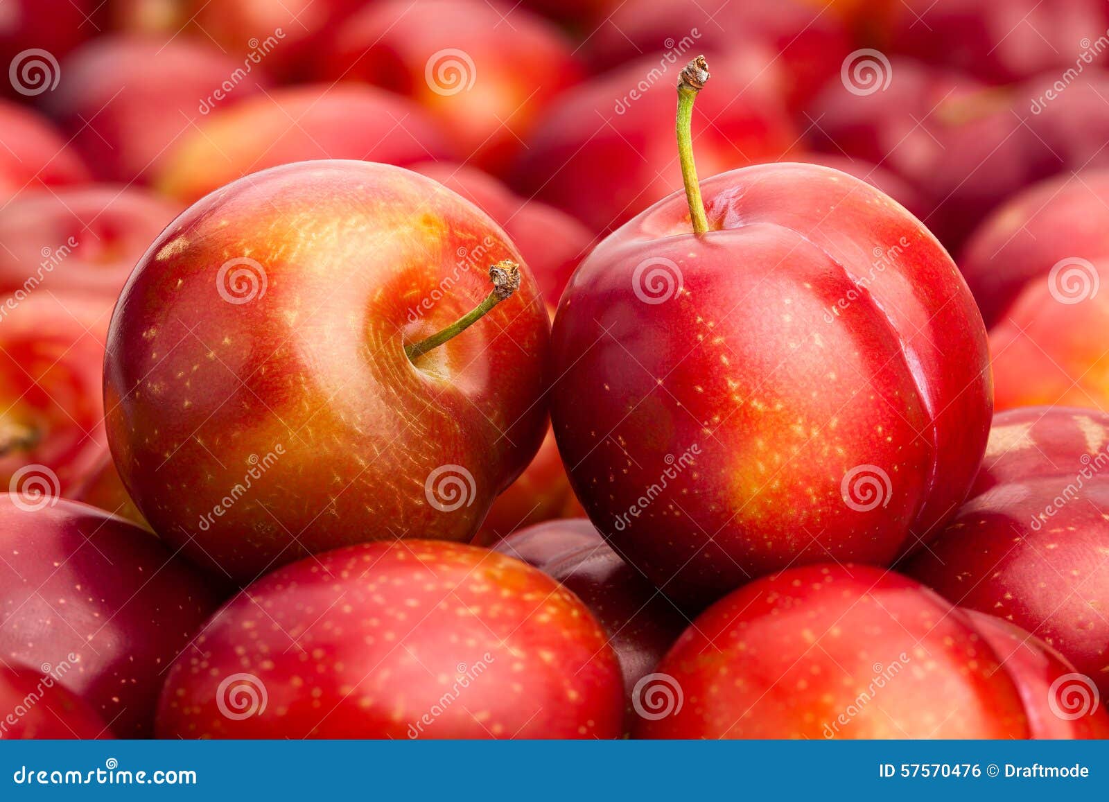 Red plum stock photo. Image of round, studio, antioxidant - 57570476
