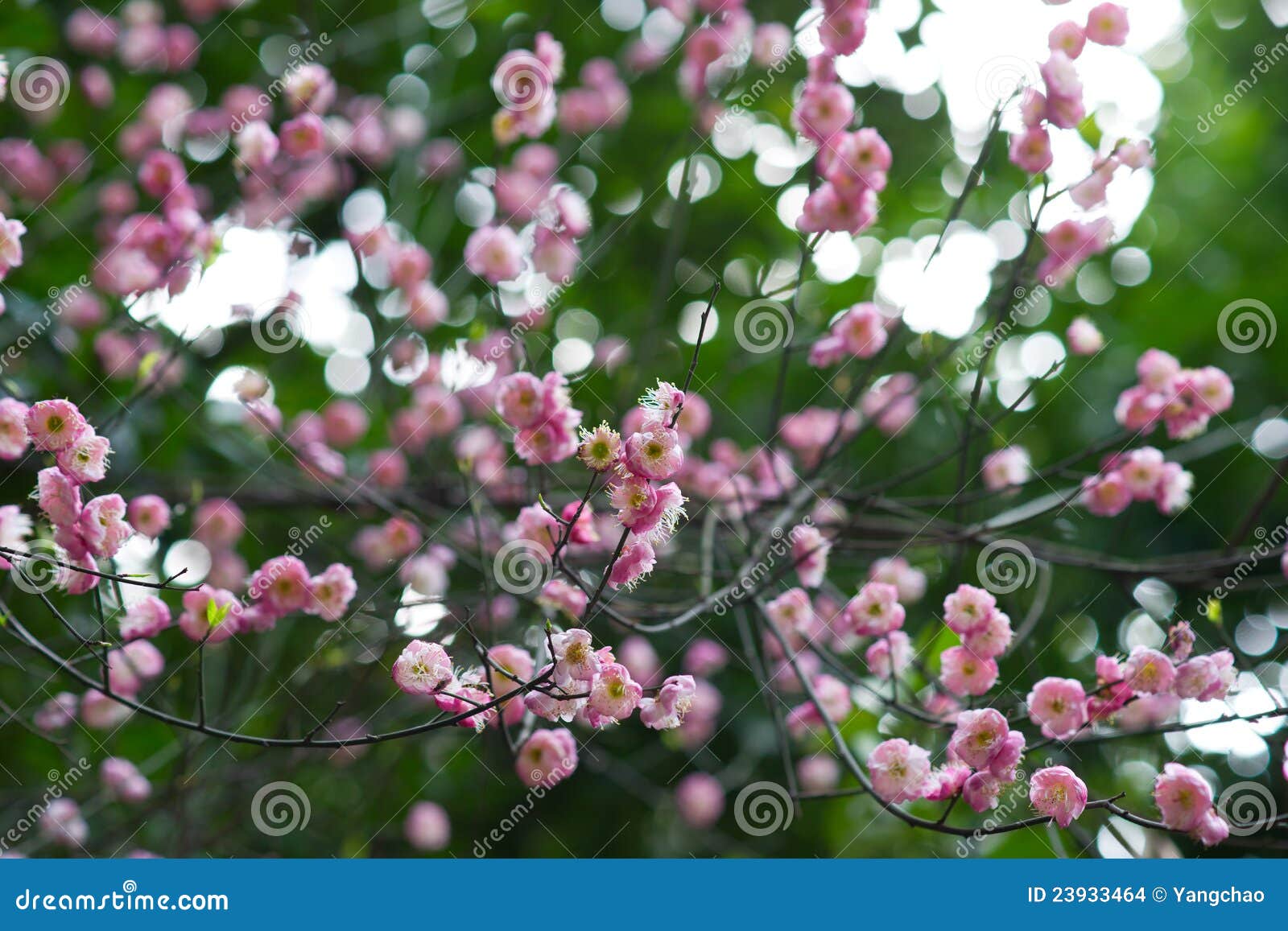 Red plum flower stock photo. Image of asia, botanical - 23933464