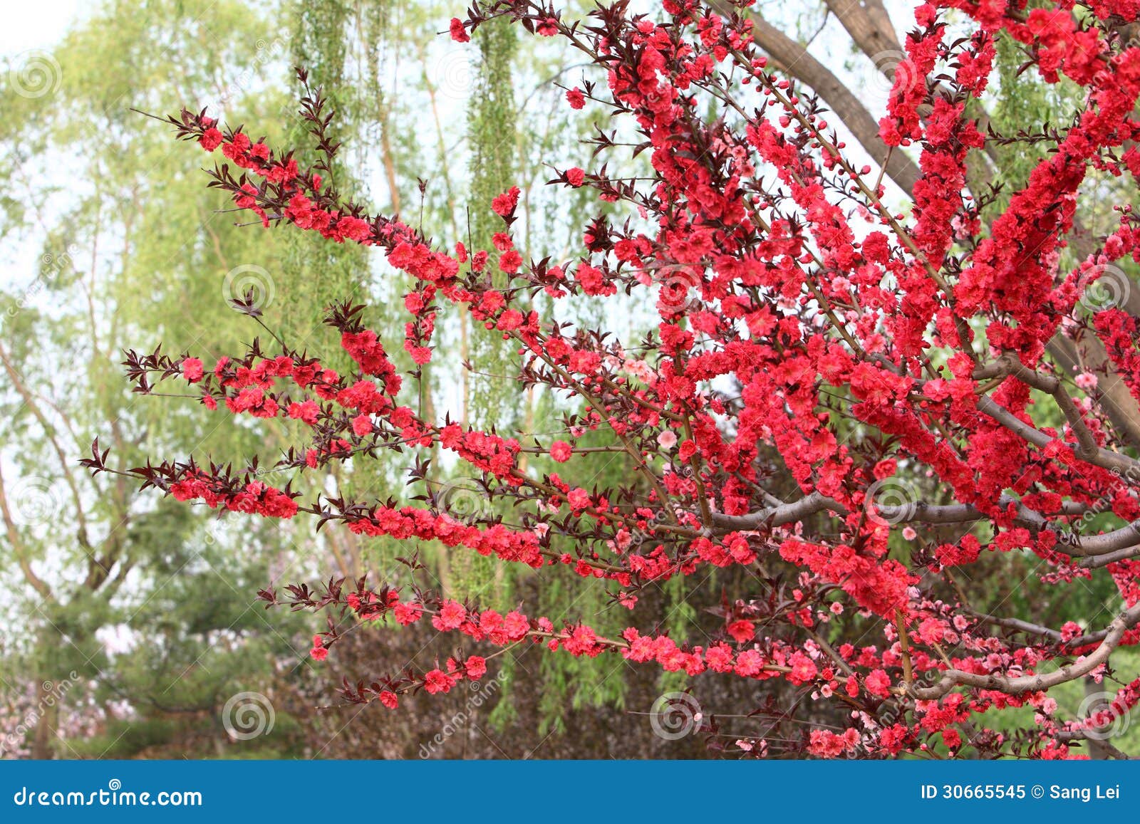 Red plum flower stock image. Image of grows, flower, flowers - 30665545