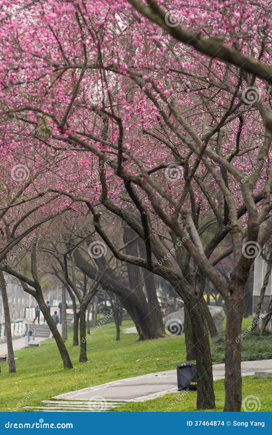 Red plum flower stock photo. Image of detail, color, beautiful - 37464874