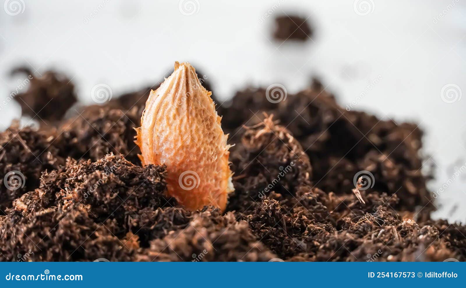 Red Plum Kernel with Soil on Isolated Background Stock Image - Image of ...