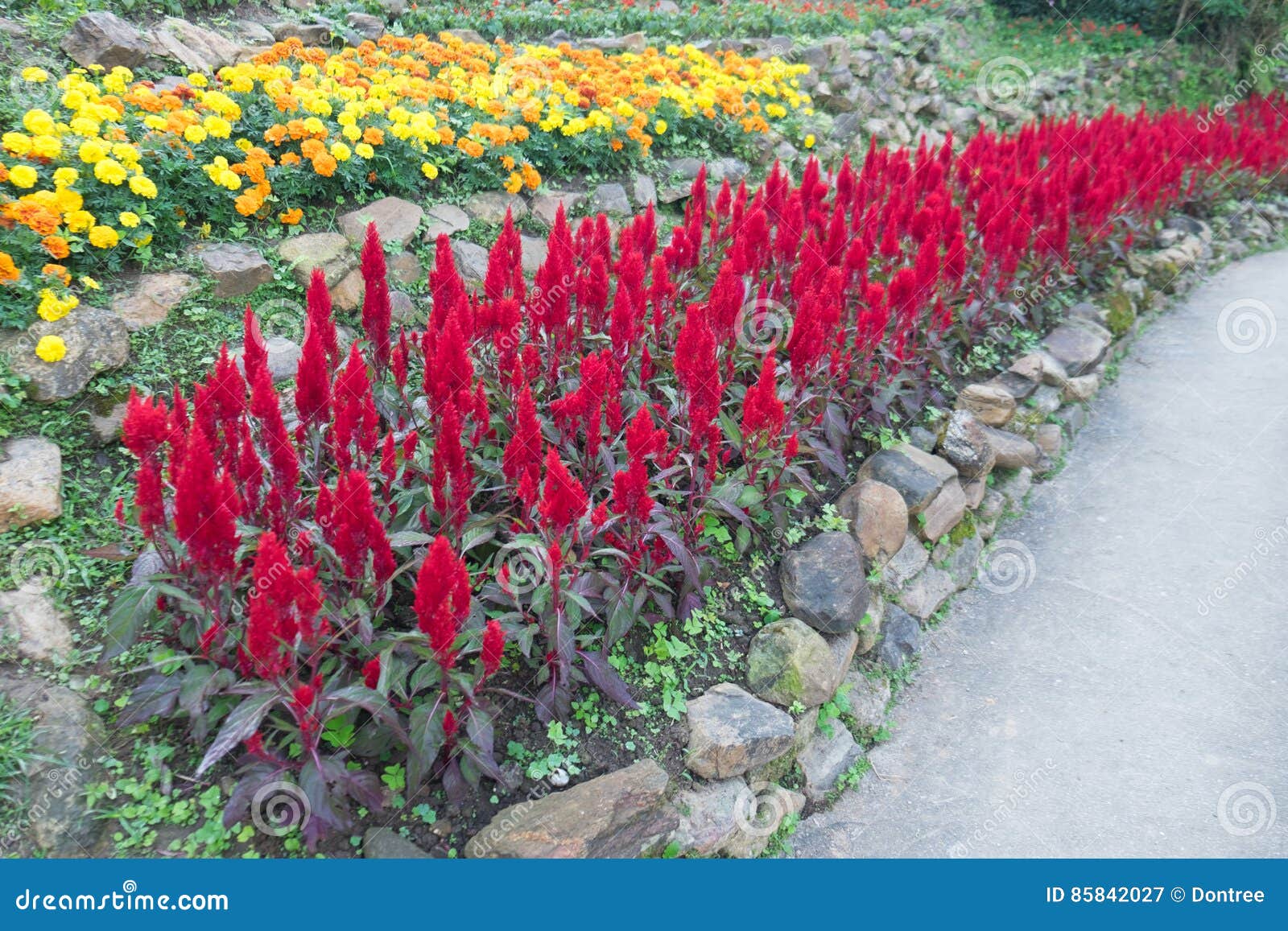 Red Plumed Cockscomb Flower Stock Image - Image of leaf, fresh: 85842027