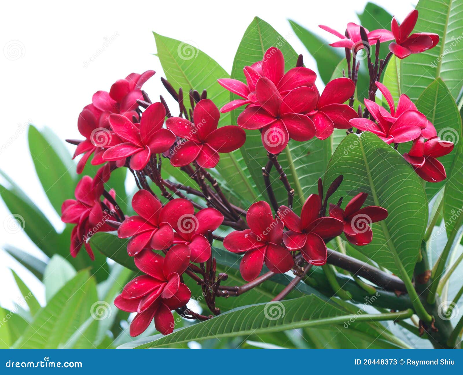 Red Plumeria stock image. Image of flower, plumeria, isolated - 20448373