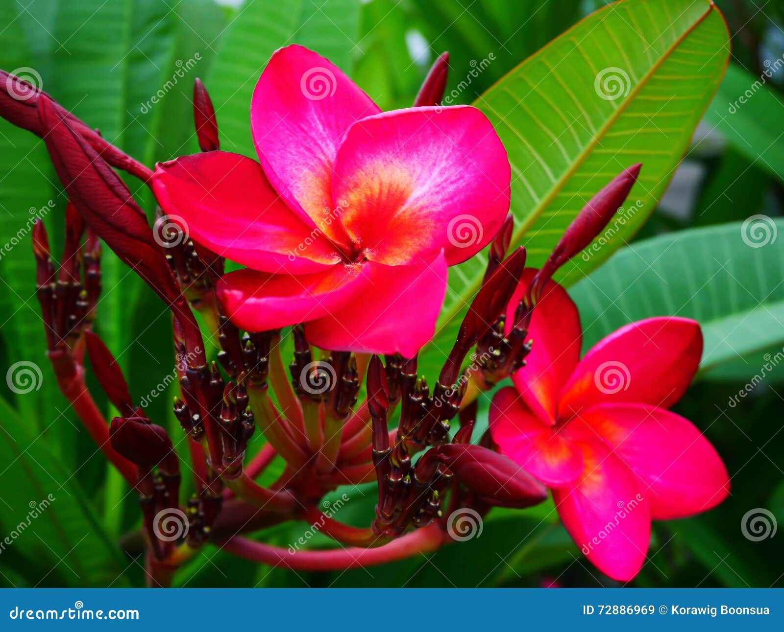 Red plumeria flower stock image. Image of freshness, flowers - 72886969