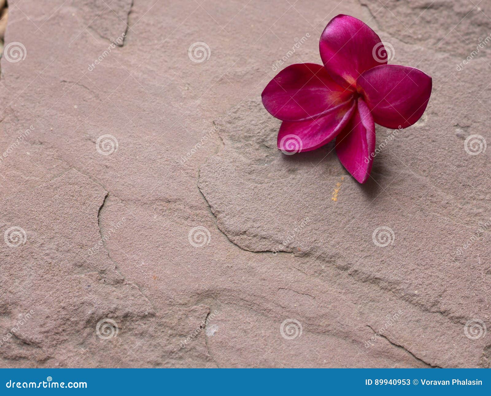Red Plumeria Flower on Sand Stone Stock Image - Image of perfume, space ...