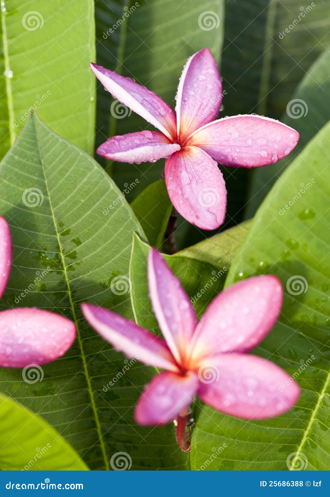 Red plumeria flowers stock photo. Image of flowers, frangipane - 25686388