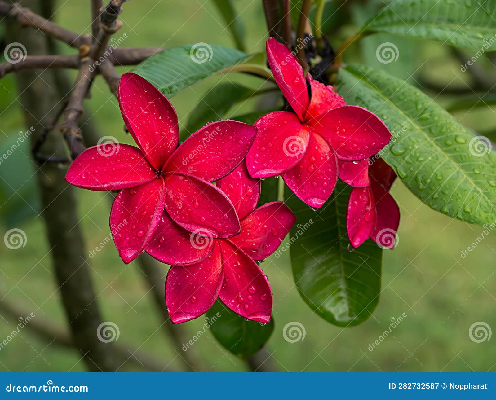 Red Plumeria Flowers on Tree Stock Image - Image of tropical ...
