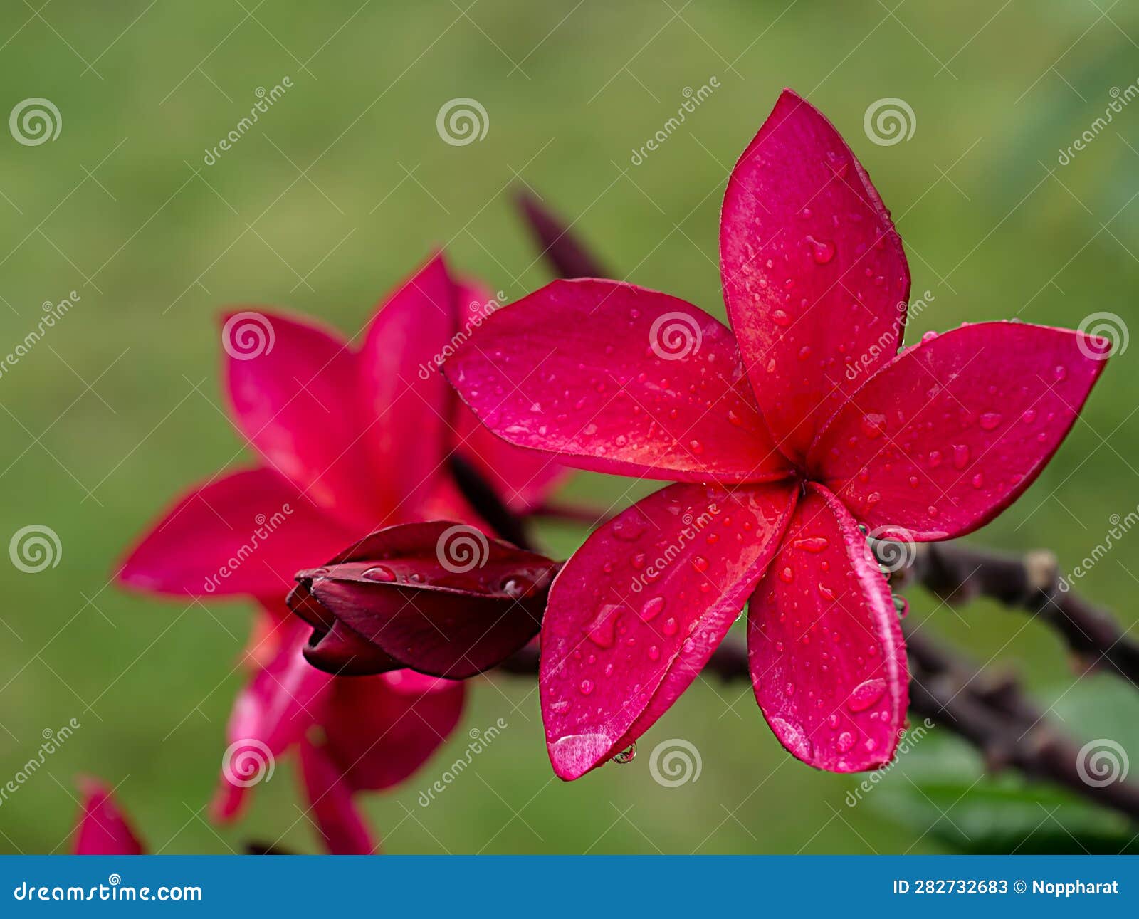 Red Plumeria Flowers on Tree Stock Image - Image of travel, plant ...