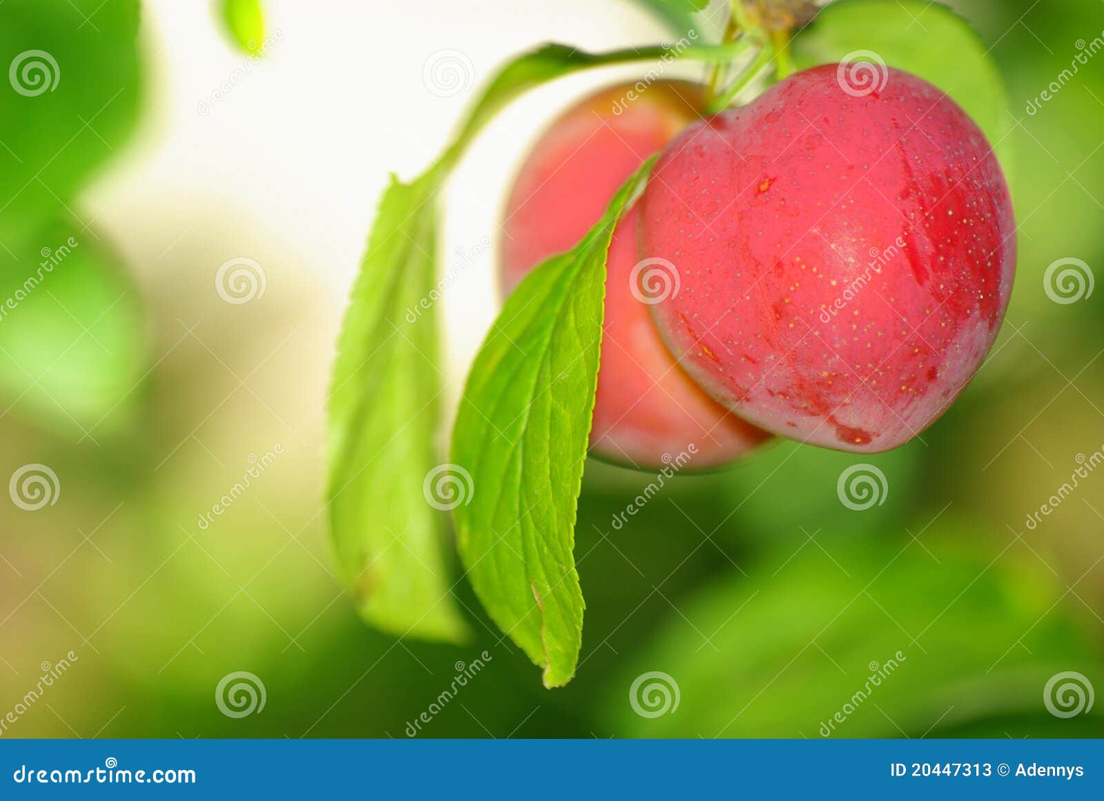 Red plums stock image. Image of plum, fruit, leaf, green - 20447313