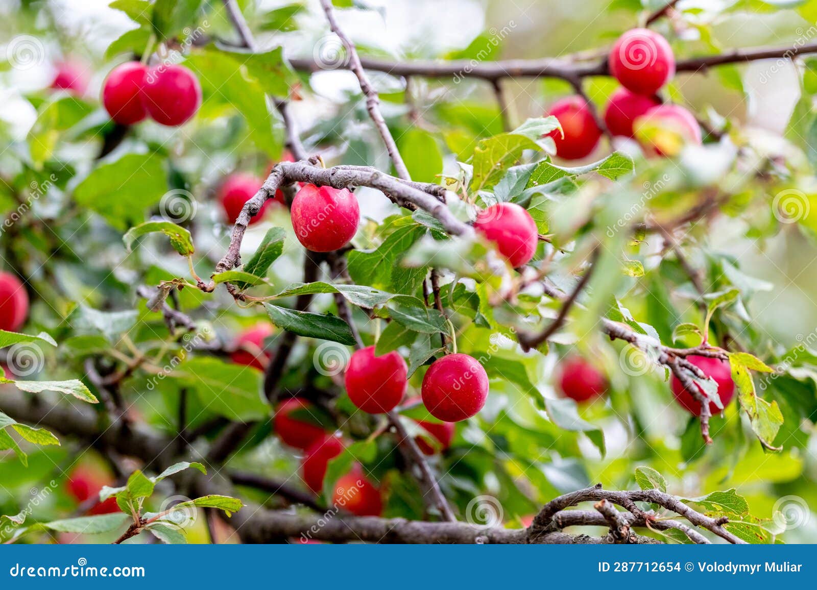 Red Plums, Cherry Plums, on a Tree. Plum Harvest Stock Photo - Image of ...