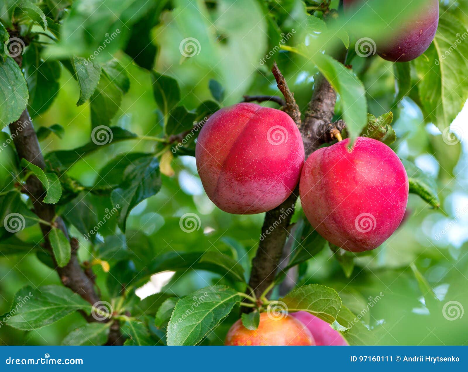 Red cherry plum tree stock image. Image of group, plantation - 97160111