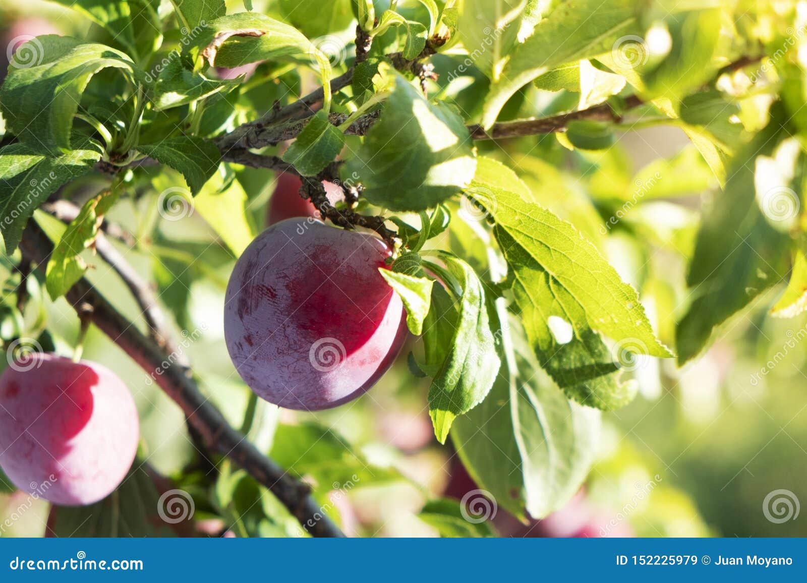Red Plums Hanging on the Tree Stock Image - Image of leaf, harvest ...