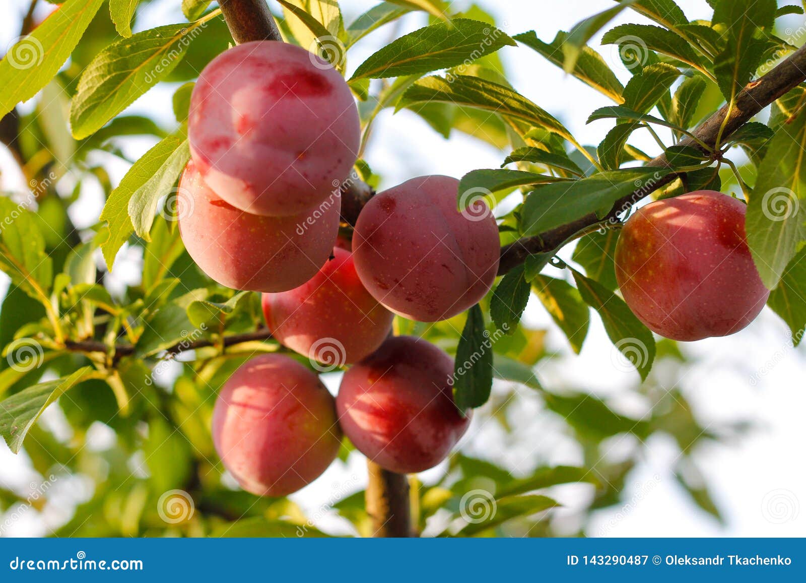 Red Plums on Tree, Europe, Hungary Stock Image - Image of natural, farm ...