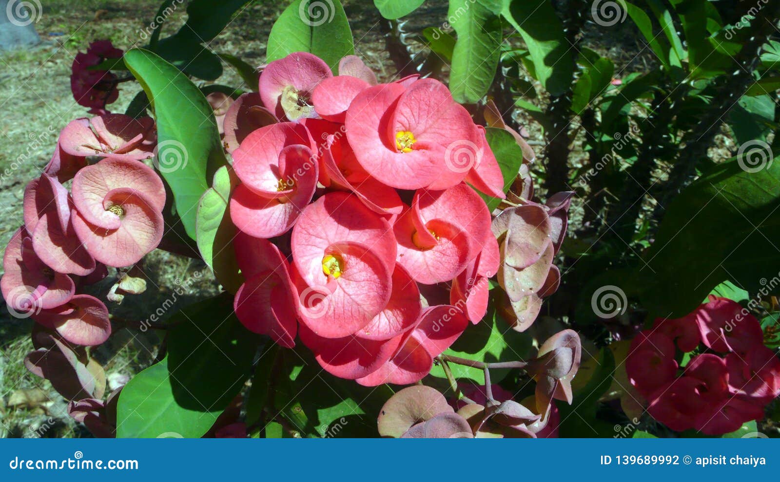 Red Poi Sian flower stock photo. Image of garden, flower - 139689992