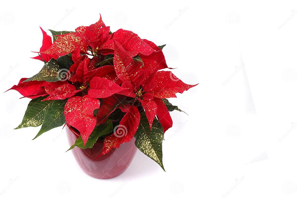 Red Poinsettia stock image. Image of glamour, pulcherrima - 7396065