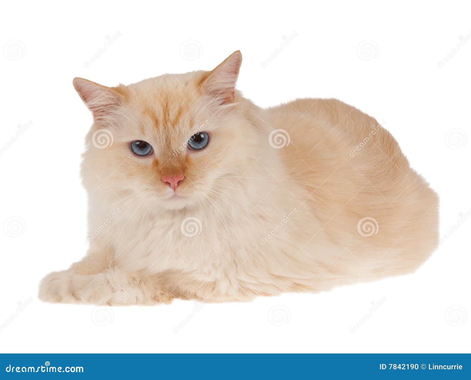 Red Point Cat Isolated on White Stock Photo - Image of kitten, kittens ...