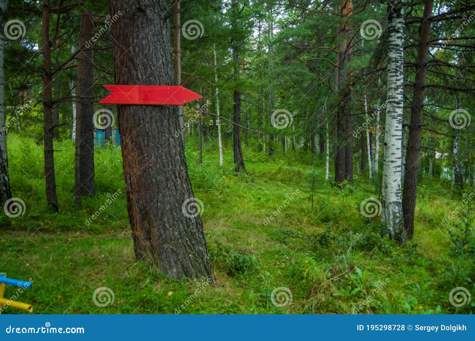 A Red Pointer on a Tree Trunk Indicates the Direction Stock Photo ...