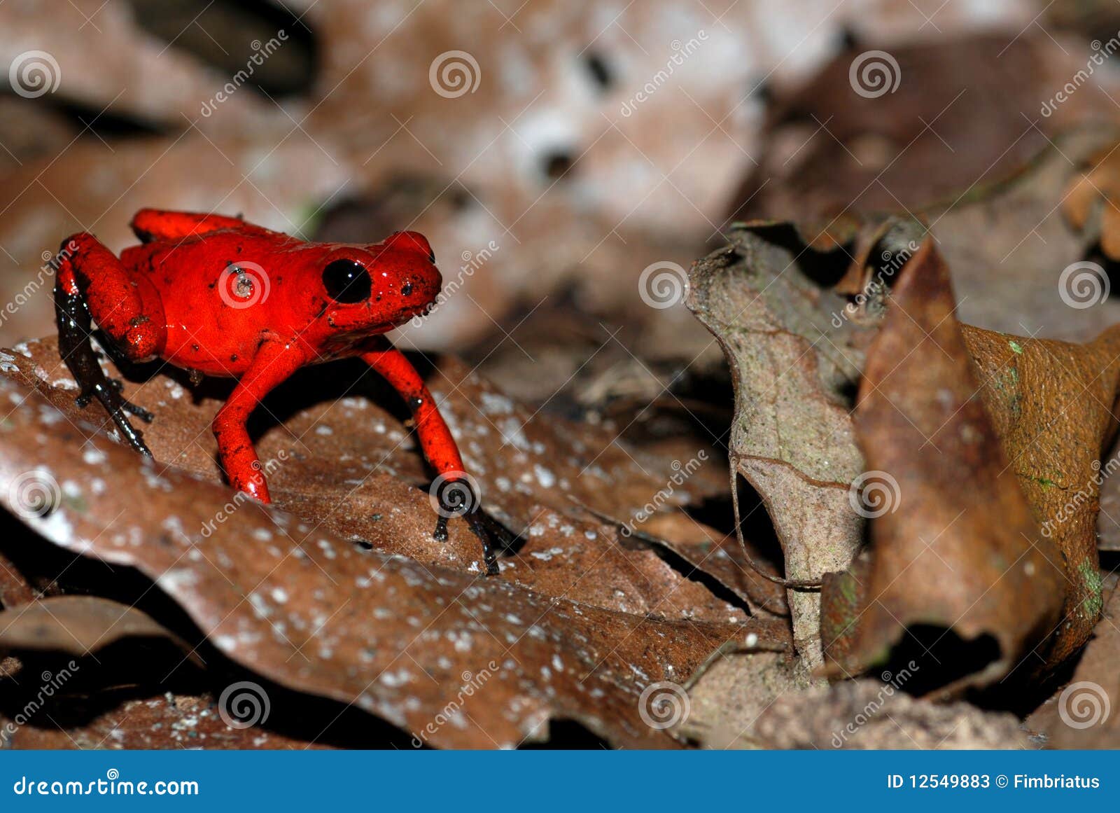 A Red Poison Arrow Frog on a Leaf Stock Image - Image of rainforest ...