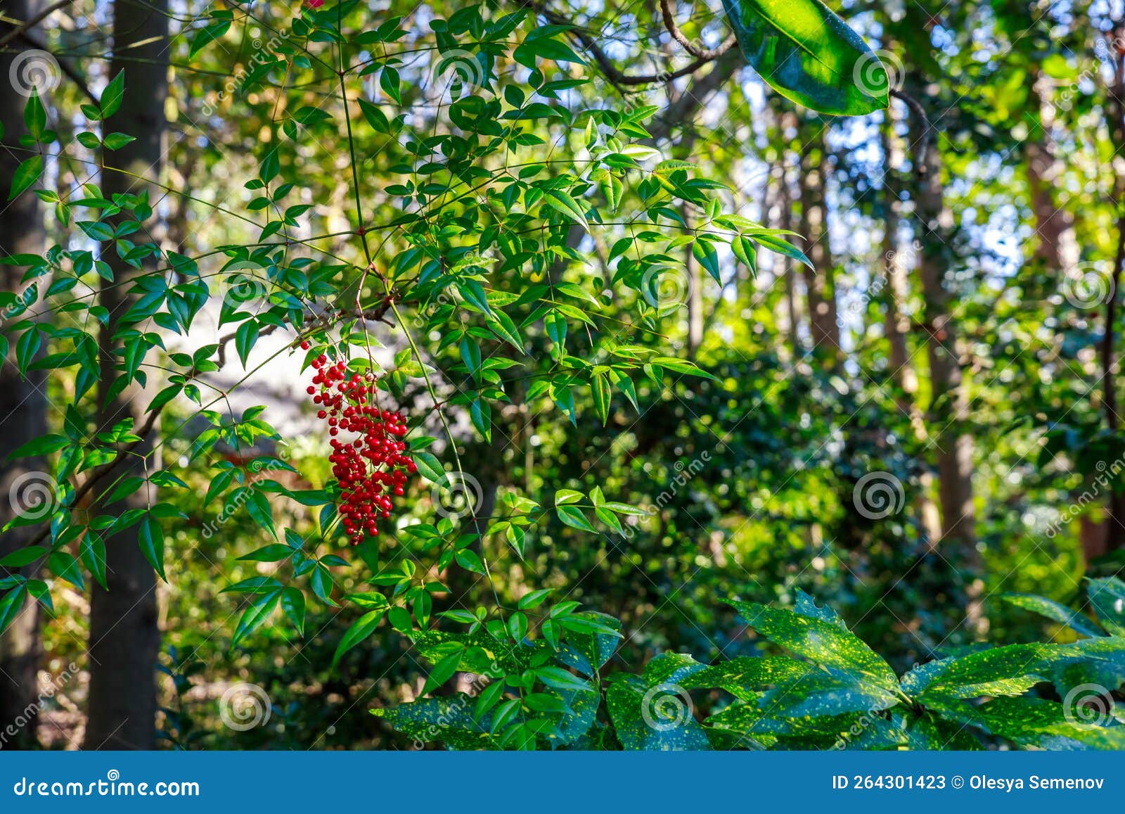 Red Poison Berries on Tree in the Forest. Stock Image - Image of plant ...